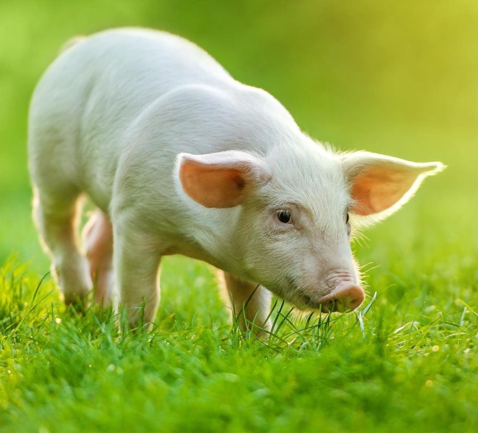 Our Brands - Jebsen & Jessen Ingredients